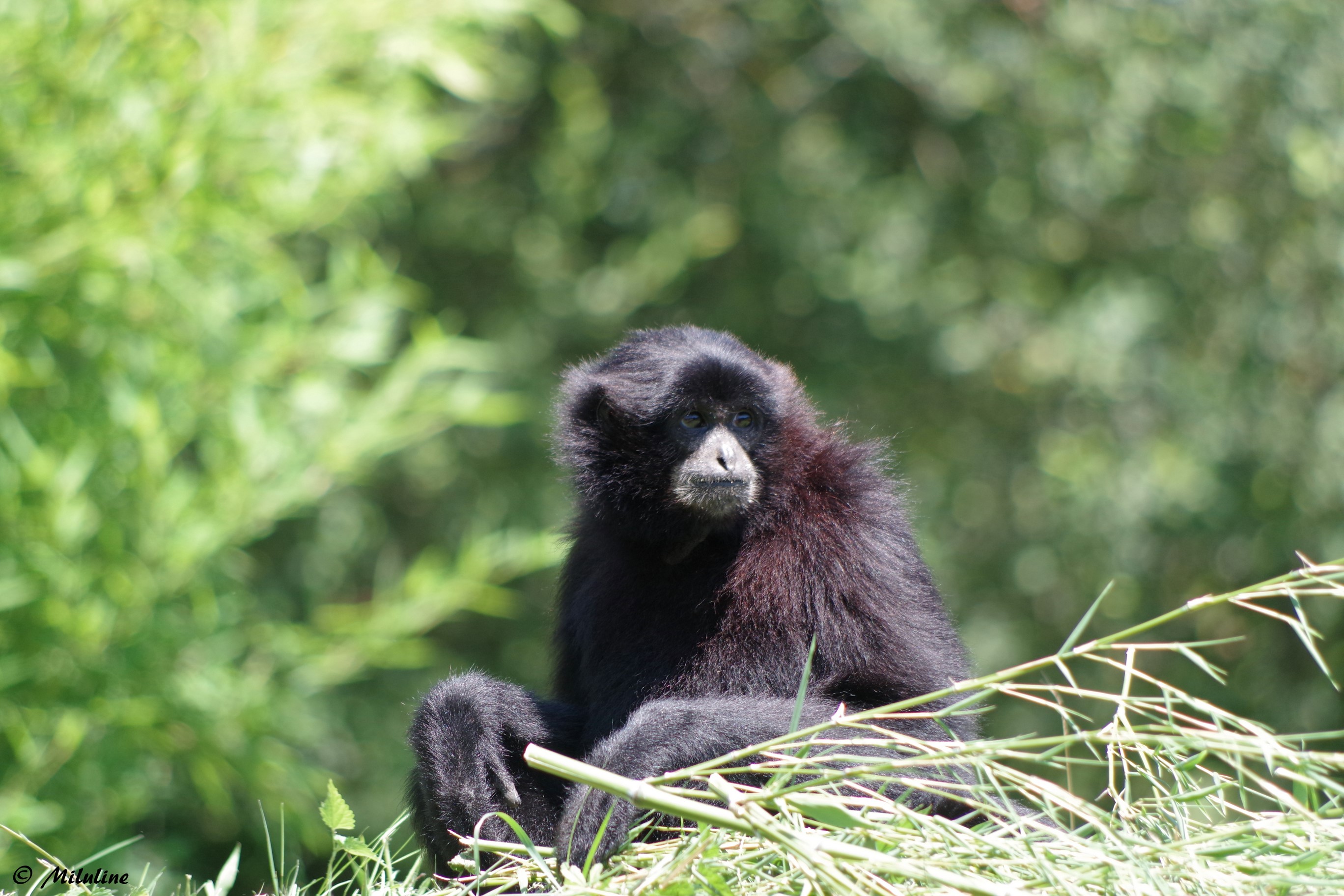 Siamang - Parc Zoo du Reynou